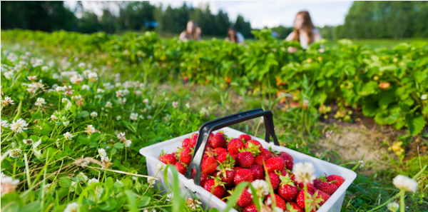Fruits et légumes maraîchers en plein champ à la cueillette de Troyes l ...